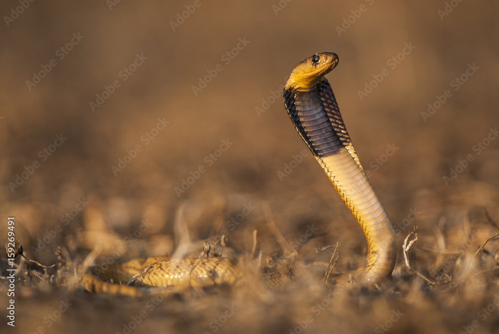 Juvenile Cape Cobra with hood spread Stock Photo | Adobe Stock