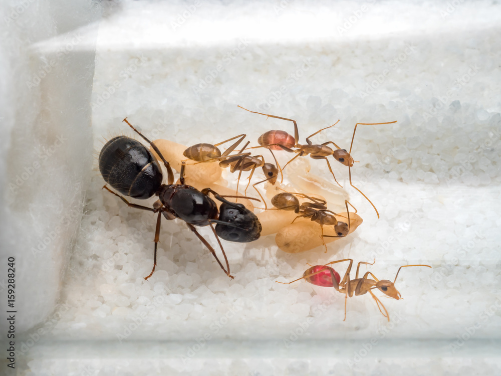 Stockfoto Super close-up image of workers ants (Camponotus Sp.) taking ...