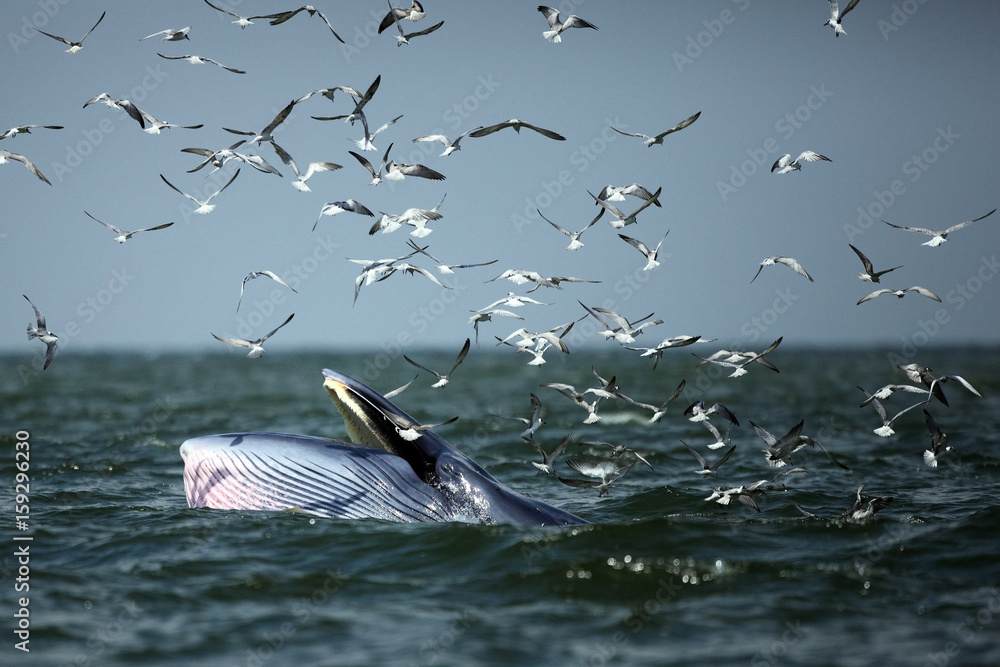 Behaviour , Bryde's Whale eat anchovy fishes under the wave and Seagull ...