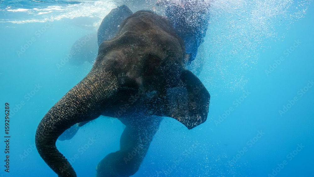 Elephant Swimming Photography
