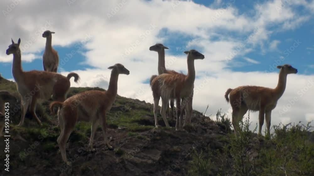 Vidéo Stock Guanaco lama exotic mammal wild animal in Andes mountains ...