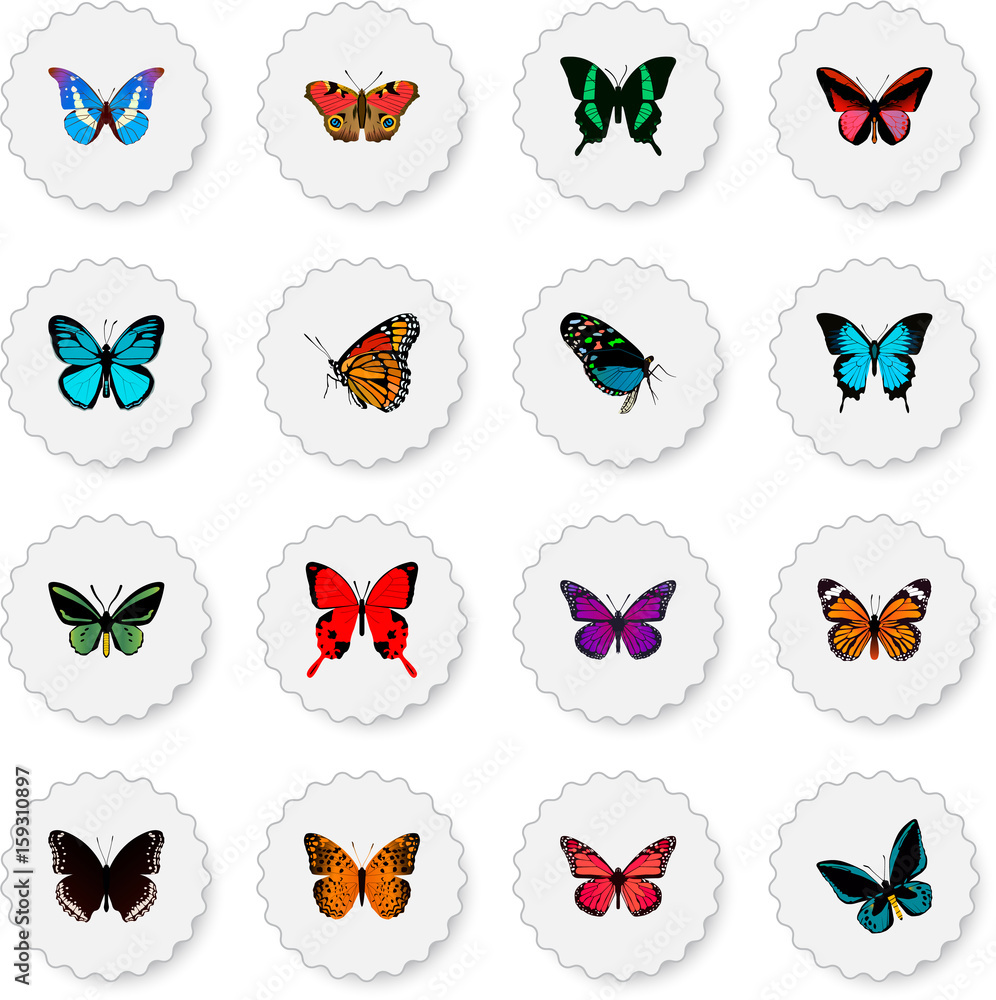 Realistic Callicore Cynosura, Sangaris, Beauty Fly And Other Vector ...