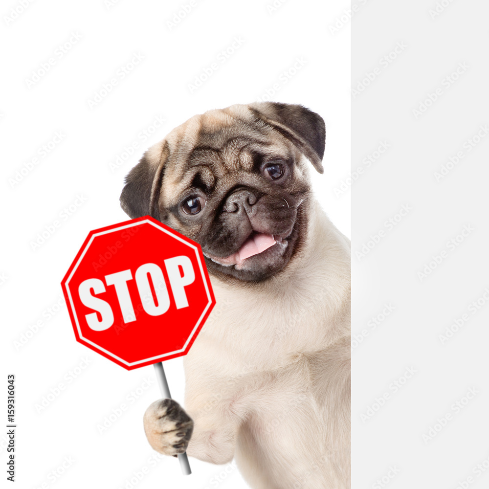 Dog peeking with the "stop" sign. Isolated on white background Stock ...