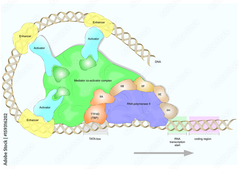 Transcriptional activation of a specific gene from DNA through TATA box ...