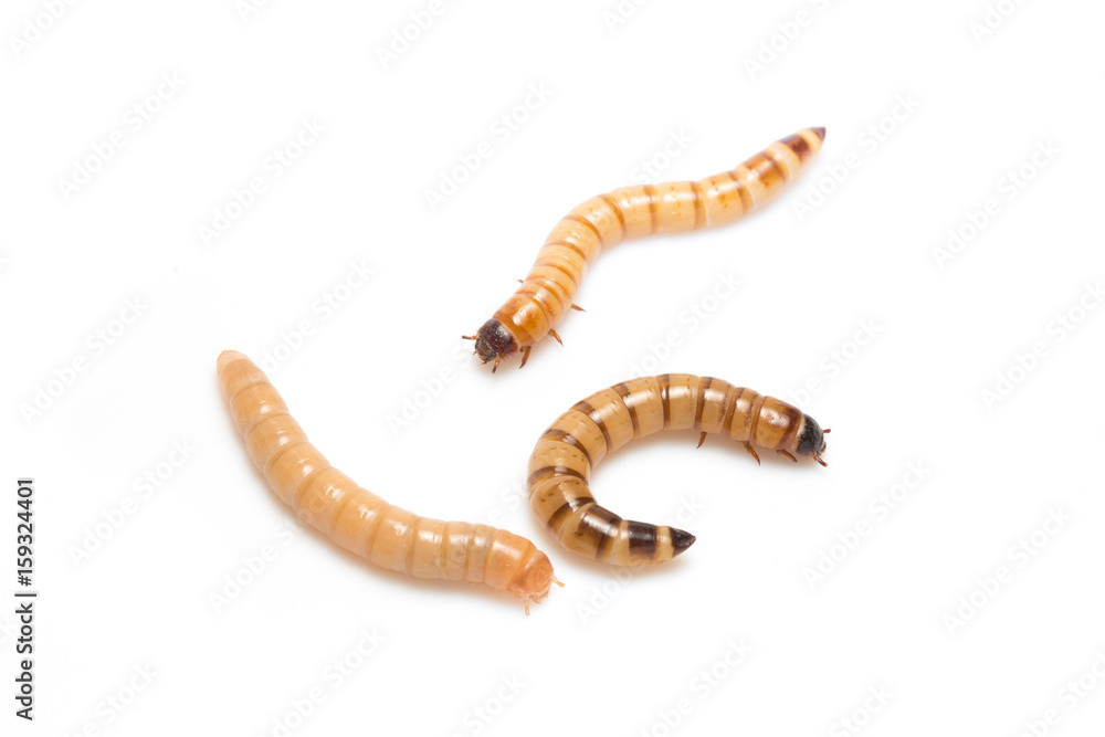 larvae Zophobas morio, superworm, zophobas. Stock Photo | Adobe Stock