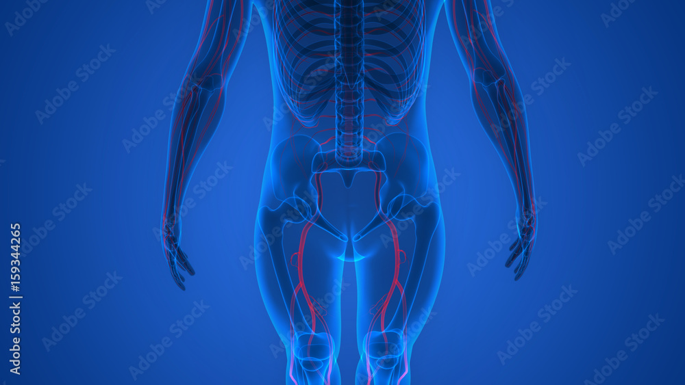 Human Skeleton with Nervous System Anatomy Stock Illustration | Adobe Stock