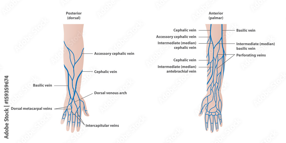 Vein plotting in the arm illustration vector on white background ...