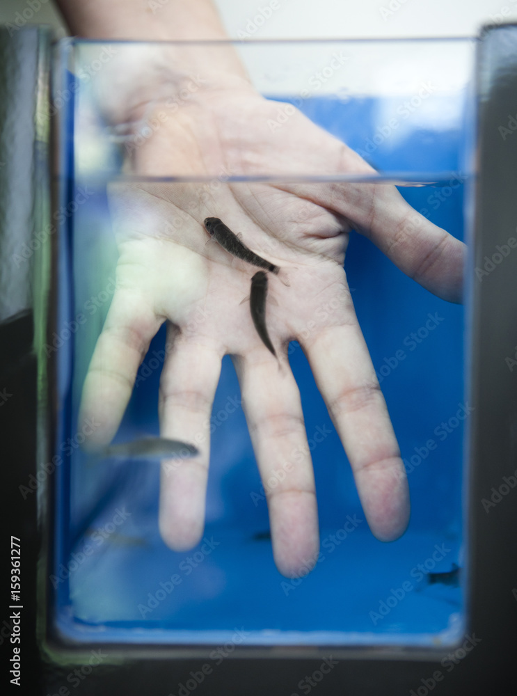 FISH THERAPY Stock Photo | Adobe Stock