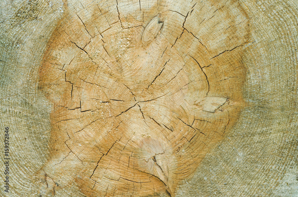 Old tree stump background,weathered wood texture with the cross section ...