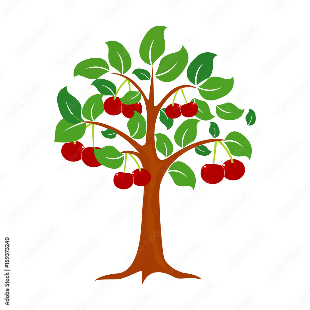 vector cherry tree isolated on white background Stock Vector | Adobe Stock