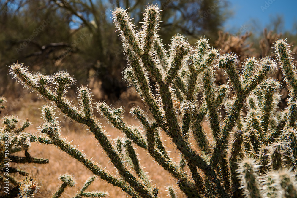 Buckhorn Cholla