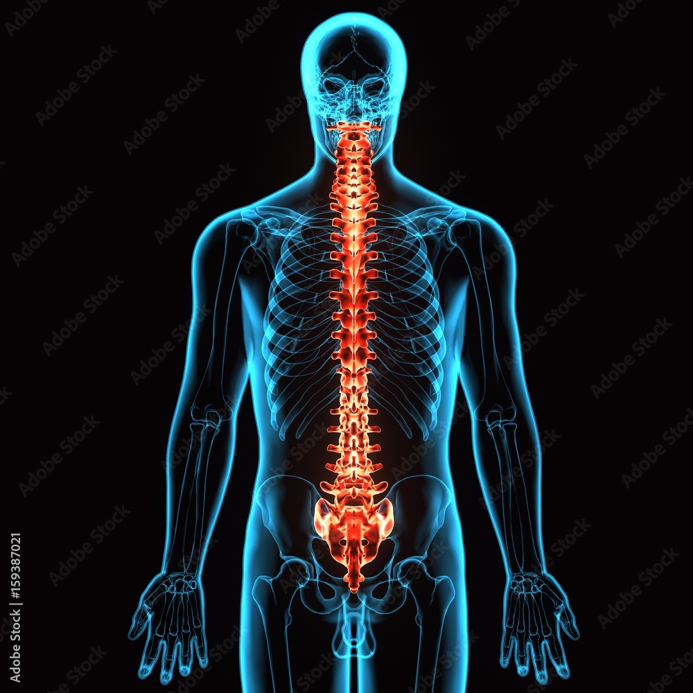 3D Illustration of Spinal cord a Part of Human Skeleton Anatomy Stock ...