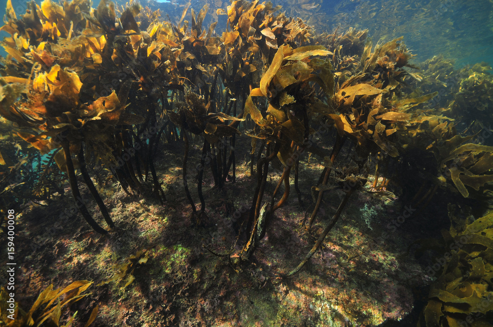 Dense forest of brown kelp Ecklonia radiata on rocky bottom in shallow ...