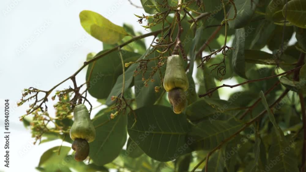 Vídeo do Stock: Cashew fruits with nut (Anacardium occidentale) growing ...