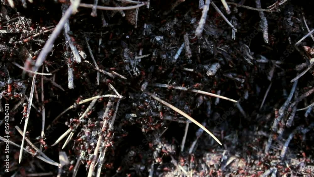 Close-up shot of red ants build their anthill Stock Video | Adobe Stock