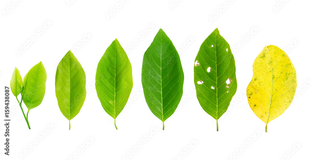 Different Images Of Life