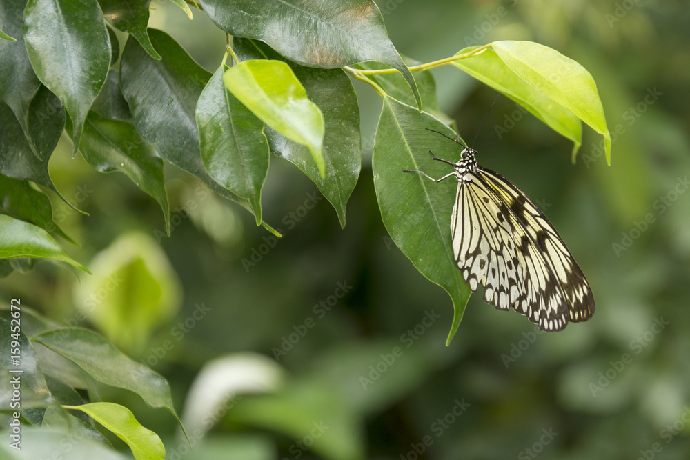 Beautiful buterfly, insect on green nature floral background ...