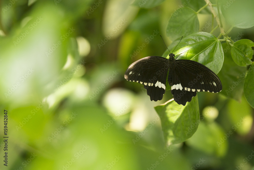 Beautiful buterfly, insect on green nature floral background ...