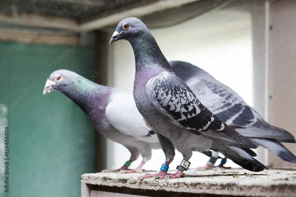 Tauben Stock Photo | Adobe Stock