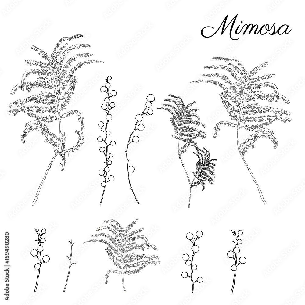 Mimosa Flower Drawing
