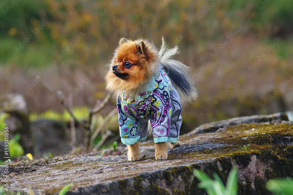 Red Miniature German Spitz dog wearing a jacket and posing outdoors on ...