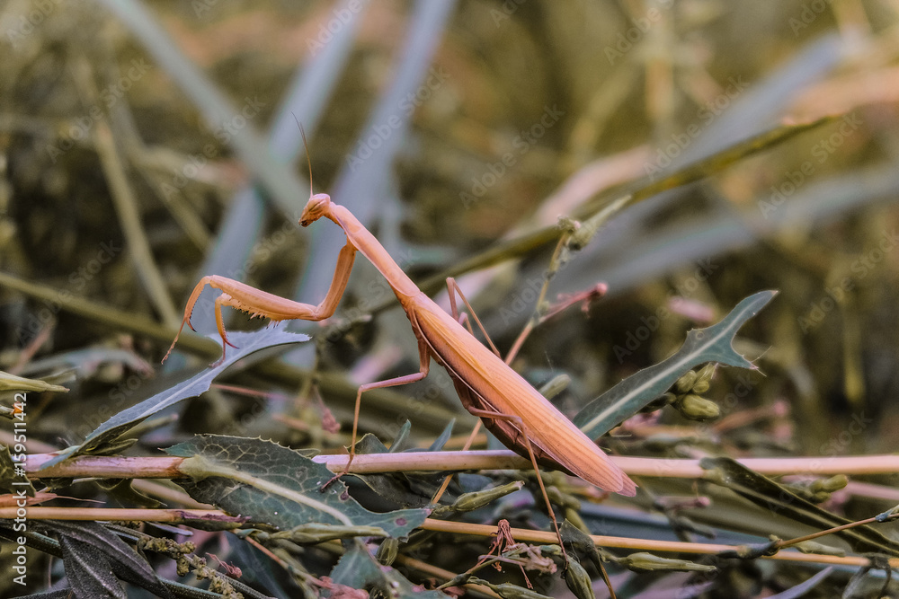 Brown common mantis (mantis religious). Patronizing mimic the color of ...