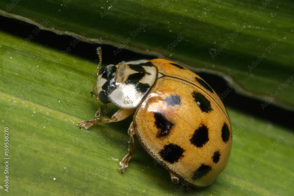 Brown ladybug with black dots on a plant leaves Stock Photo | Adobe Stock