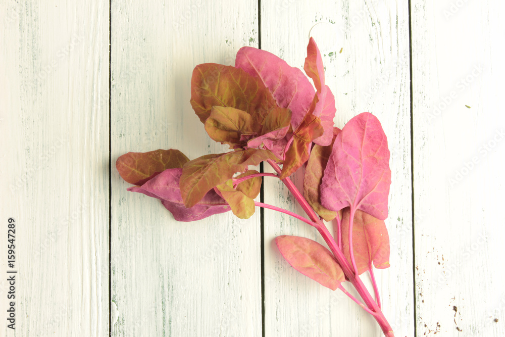 rote melde Gartenmelde Tisch Weiß Overhead freiraum Stock Photo | Adobe ...