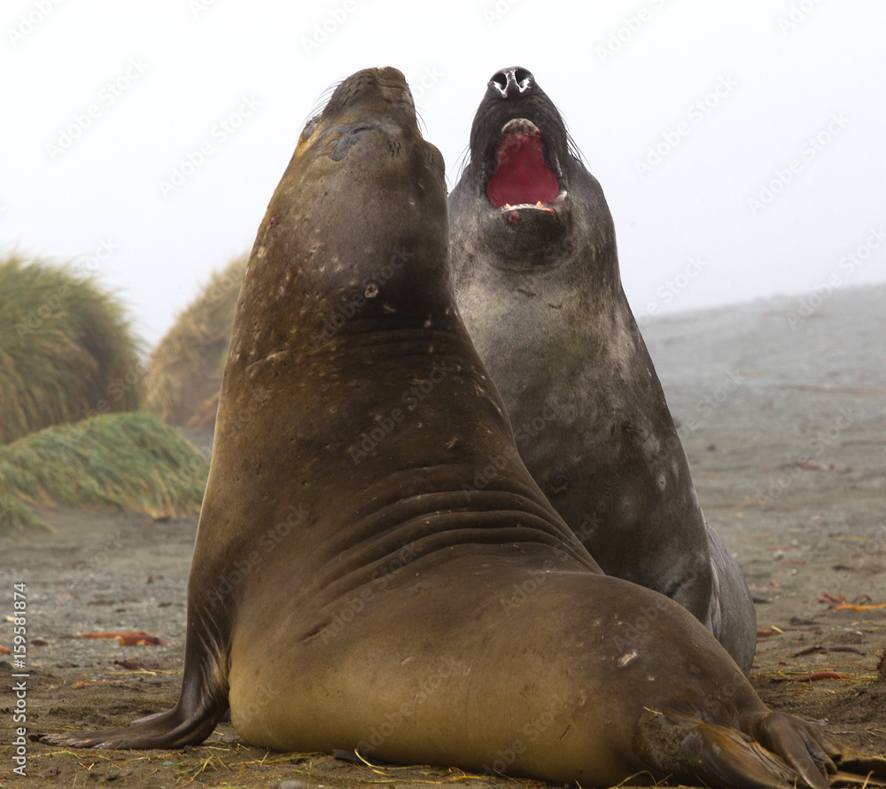 Elephant Seals fight on the beach, north east side of Macquarie Island ...