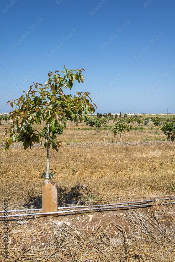 Avocado plantation Stock Photo | Adobe Stock