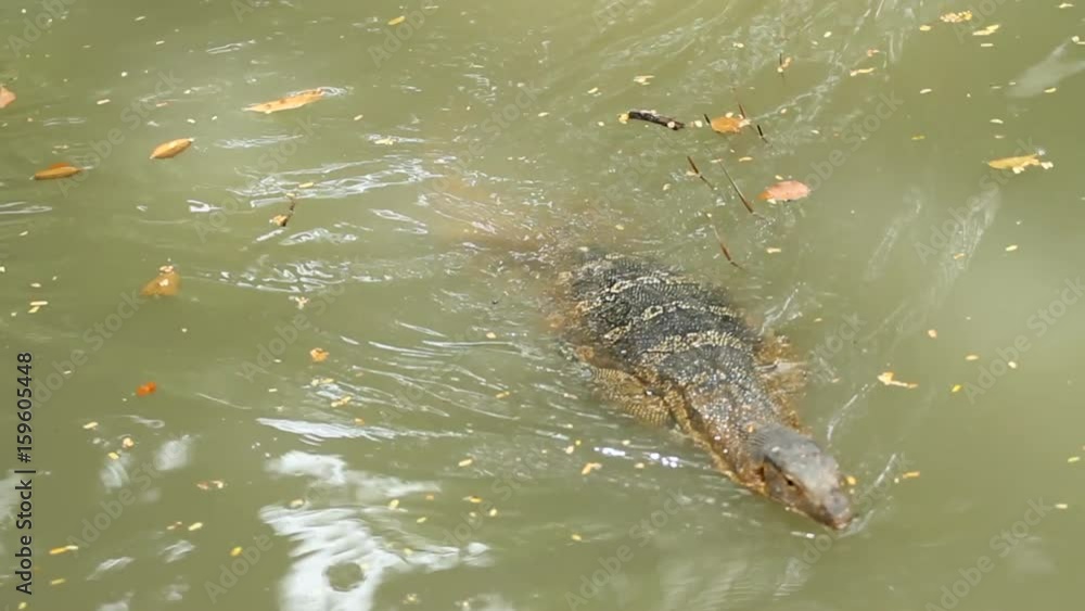 Monitor lizard swimming in water of pond in Lumpini Park. Bangkok ...