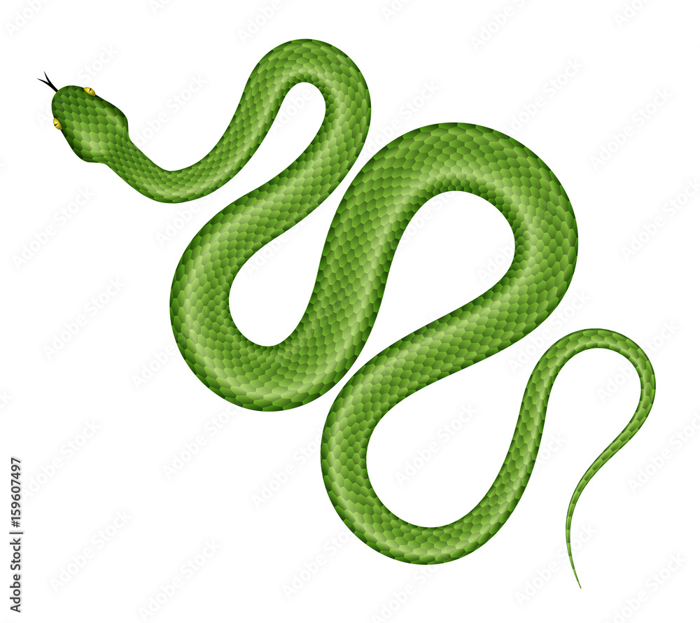 Green tree python vector illustration. Isolated tropical snake on white ...