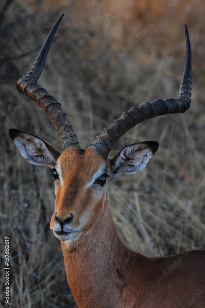 Antilope Stock Photo | Adobe Stock