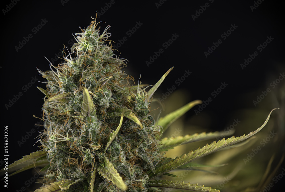 Black Russian Weed Strain