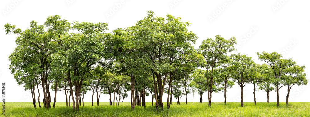 Group of tree Stock Photo | Adobe Stock
