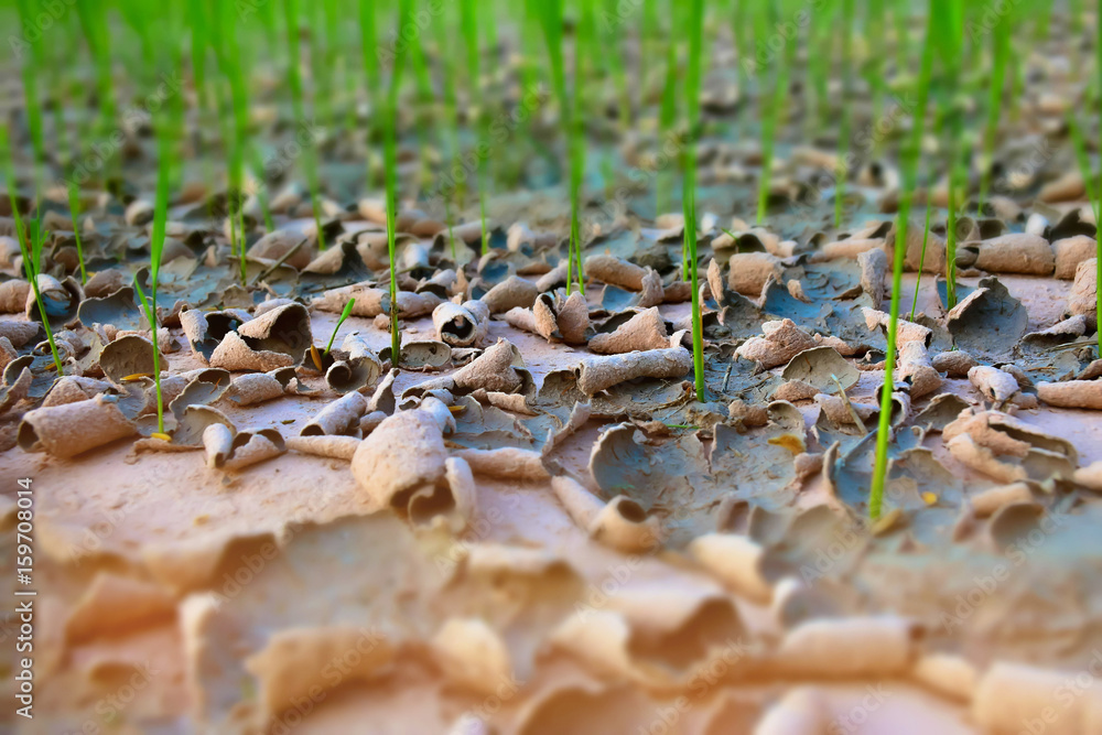 Abstract soft blurred and soft focus of dry soil, cracked earth texture ...
