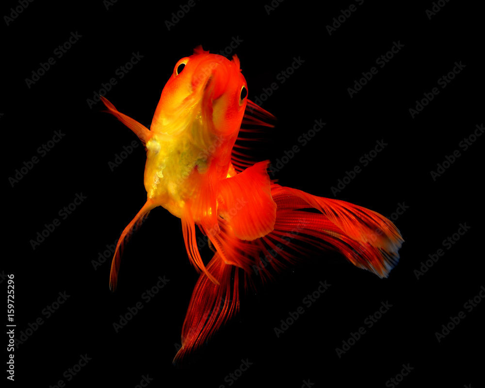 goldfish on back background Stock Photo | Adobe Stock