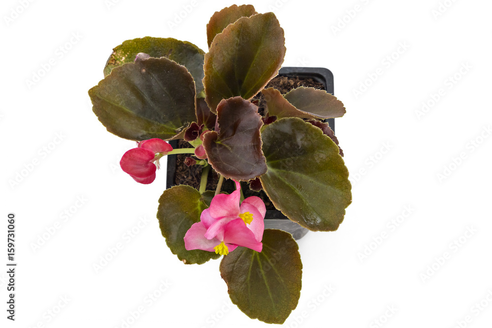 Begonia Semperflorens Pink