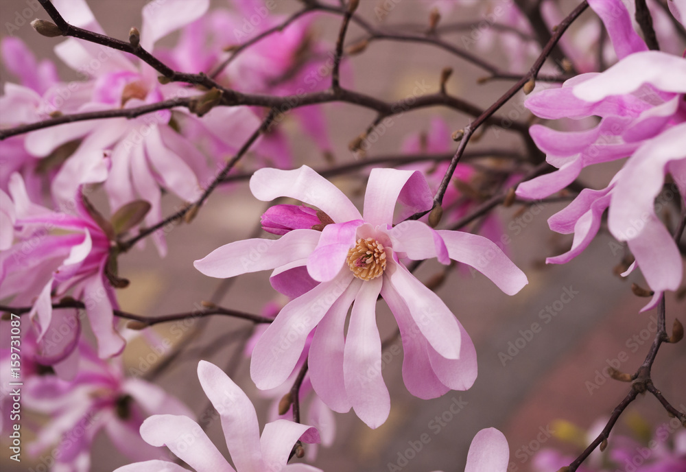 Pink Flowering Star Magnolia | Best Flower Site