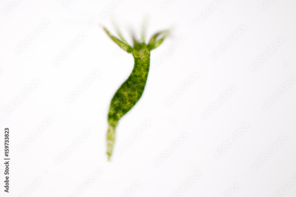 Hydra is a genus of small, fresh-water animals of the phylum Cnidaria ...