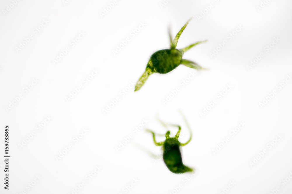 Hydra is a genus of small, fresh-water animals of the phylum Cnidaria ...