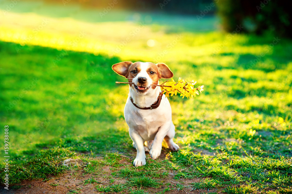 jack russel On the green lawn With a branch of yellow flowers in the ...