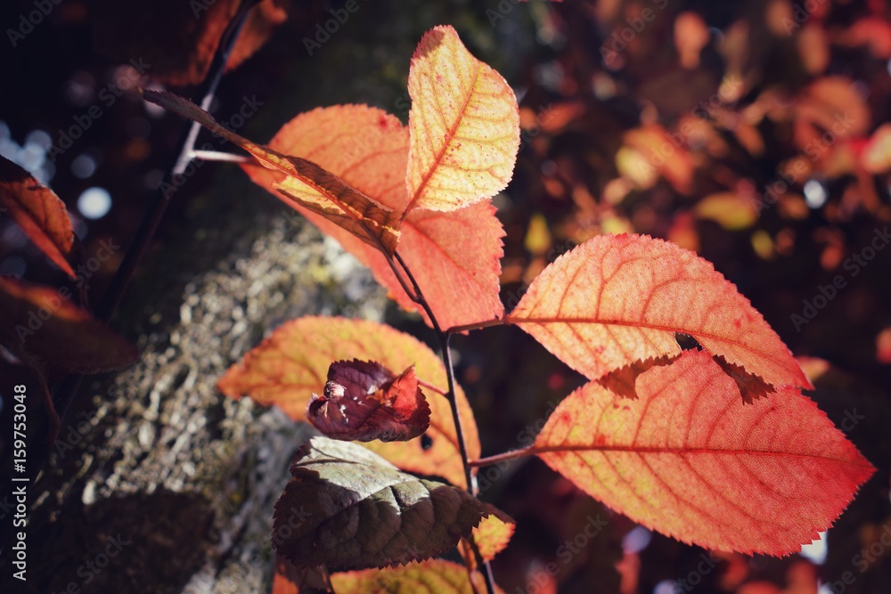 Feuille de printemps Stock Photo | Adobe Stock