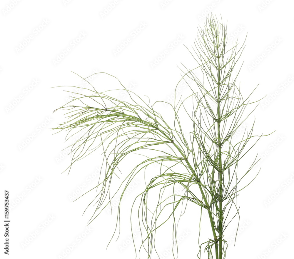 Horsetail (Equisetum arvense), fern, isolated on white Stock Photo ...