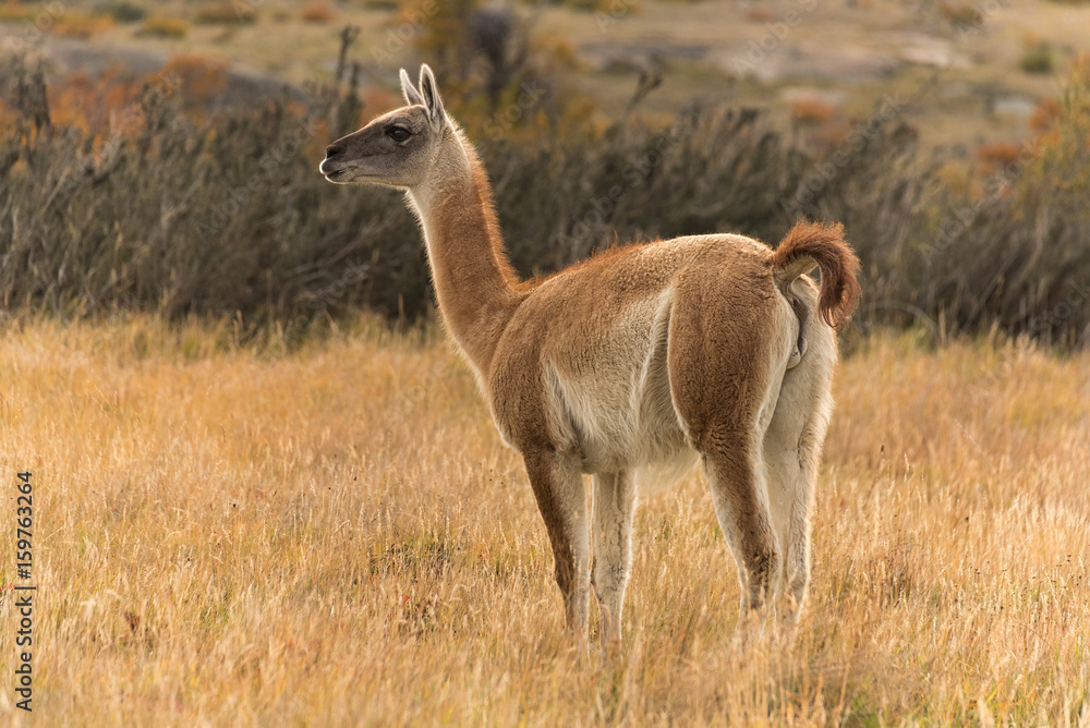 Guanaco in Torres del Paine National Park, Patagonia, Chile, Guanaco is ...