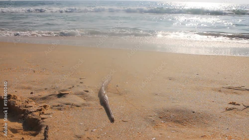 Wonderful beaches on coast of Arabian sea (Goa and Kerala) where you ...