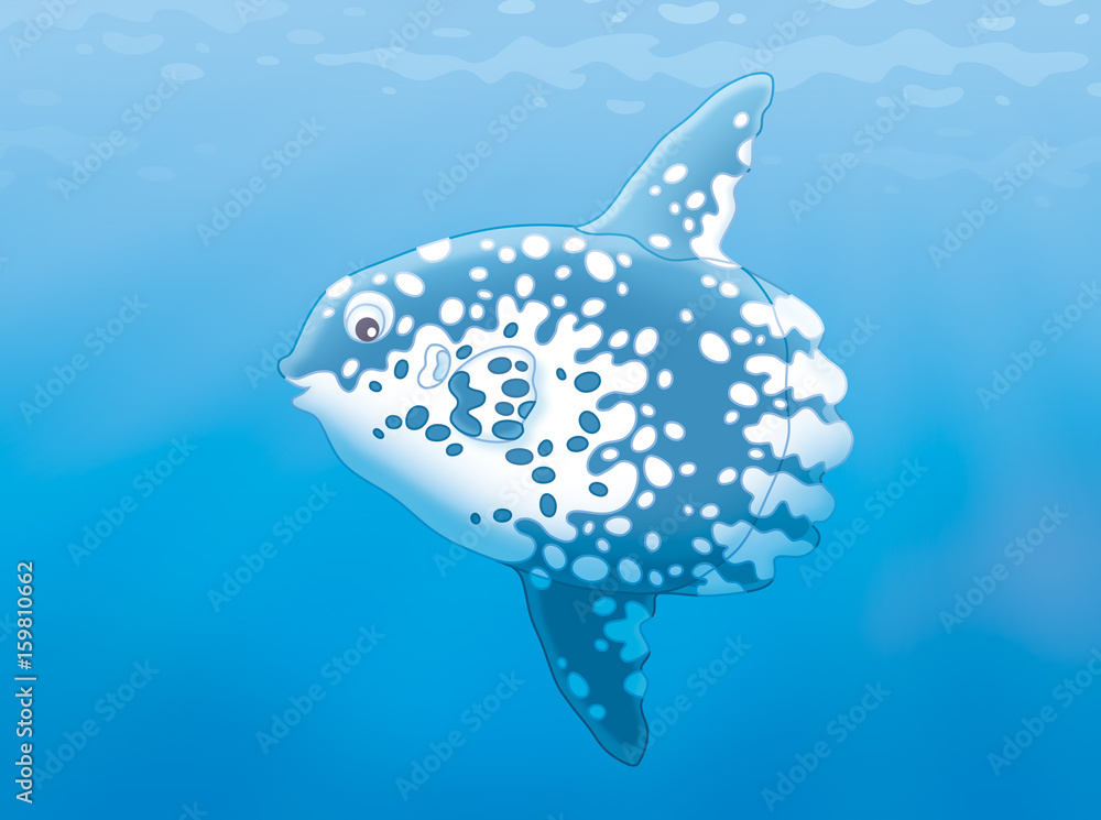 Moon Fish