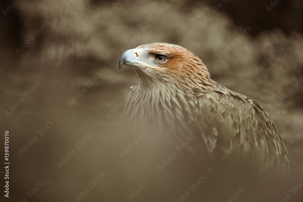 aigle impérial oiseau rapace bec crochu plume animal voler redoutable ...