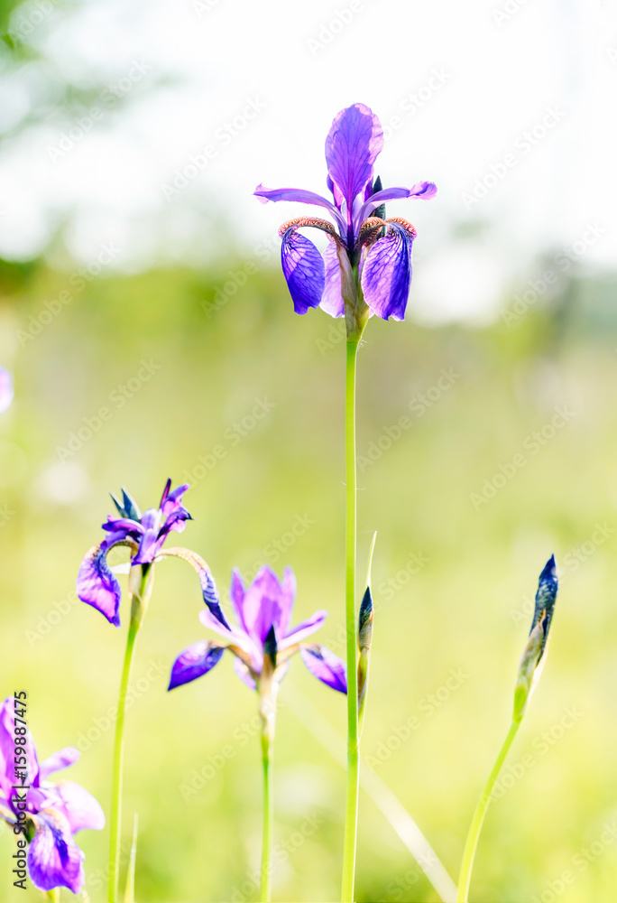 Iris sibirica, commonly known as Siberian iris or Siberian flag ...