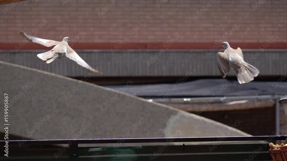Vidéo Stock Flying pigeon, slow motion. Two pigeons are calm and they ...